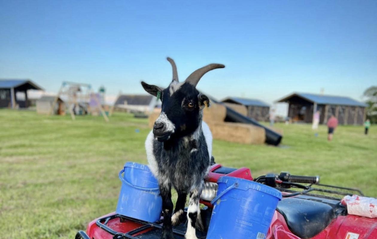 On farm experiences | Balnab Dairy